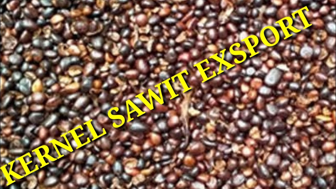 KERNEL SAWIT KUALITAS EXSPORT dari PEKANBARU #kernelsawit # ...
