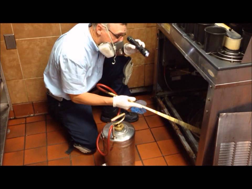 Cockroach Elimination Program Restaurant - YouTube