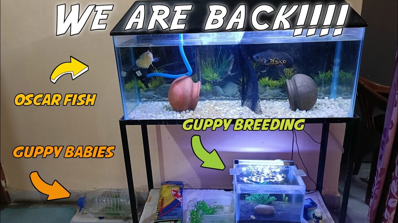 Mini update on aquariums || Oscar fish, guppy fishes, guppy fries ...