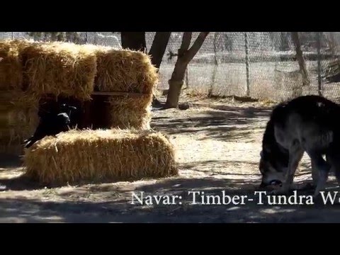 Raven gets impatient with Navar - YouTube