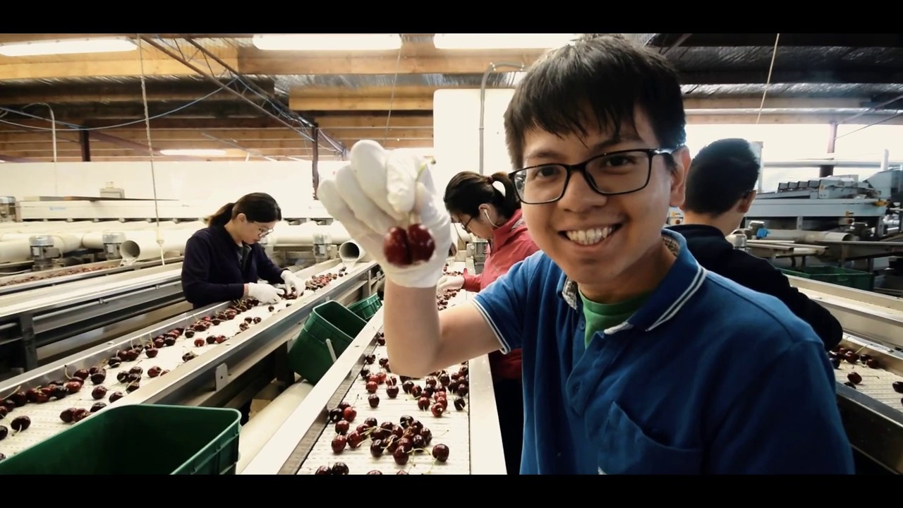 纽西兰打工度假-Panmure Orchard 2018-2019 - YouTube