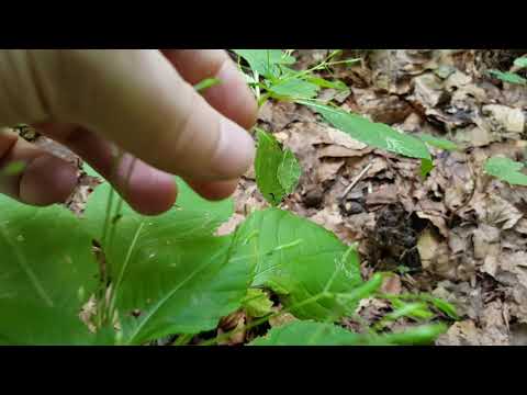 (12) Klein Springzaad springt open - YouTube