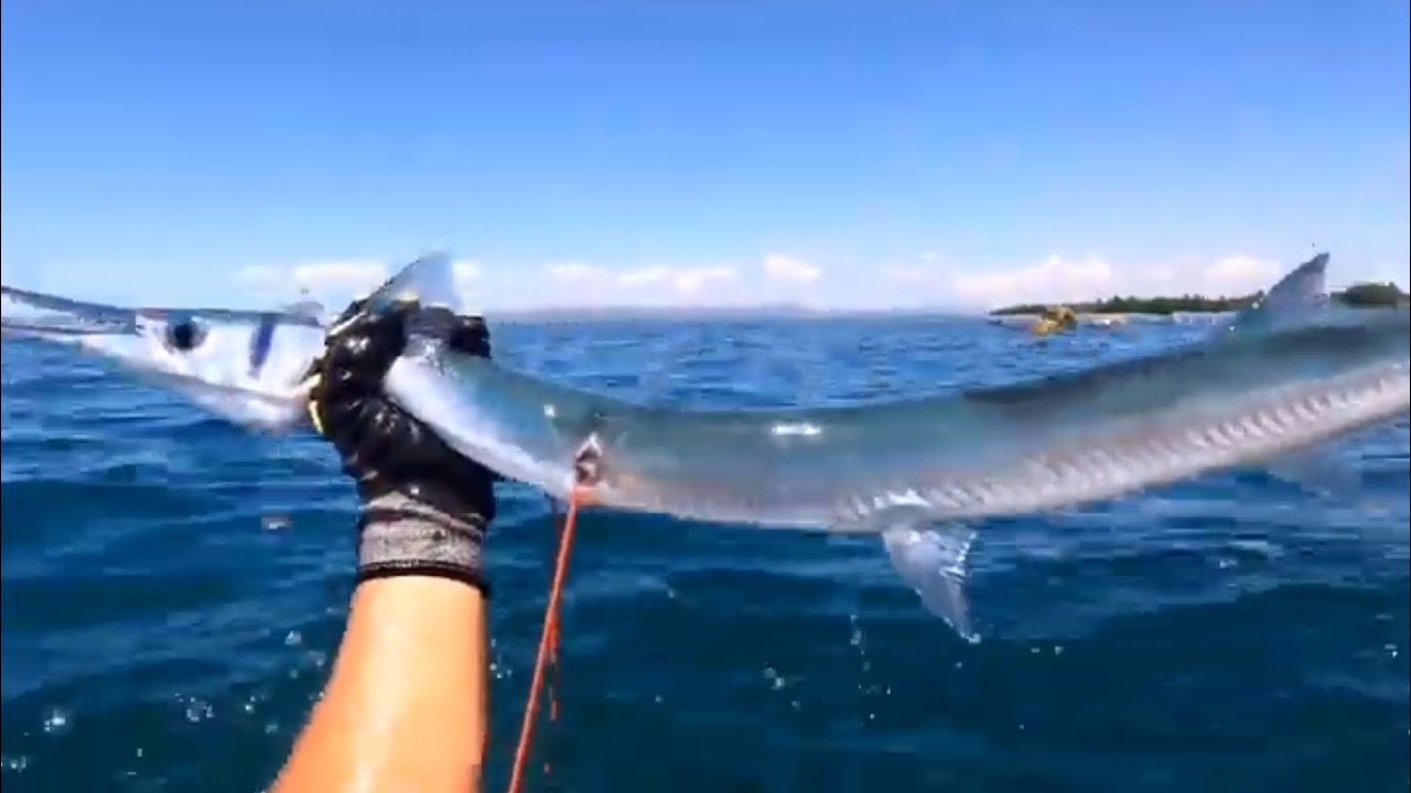 episode 13 | spearfishing philippines | niddle fish and yellow spotted ...