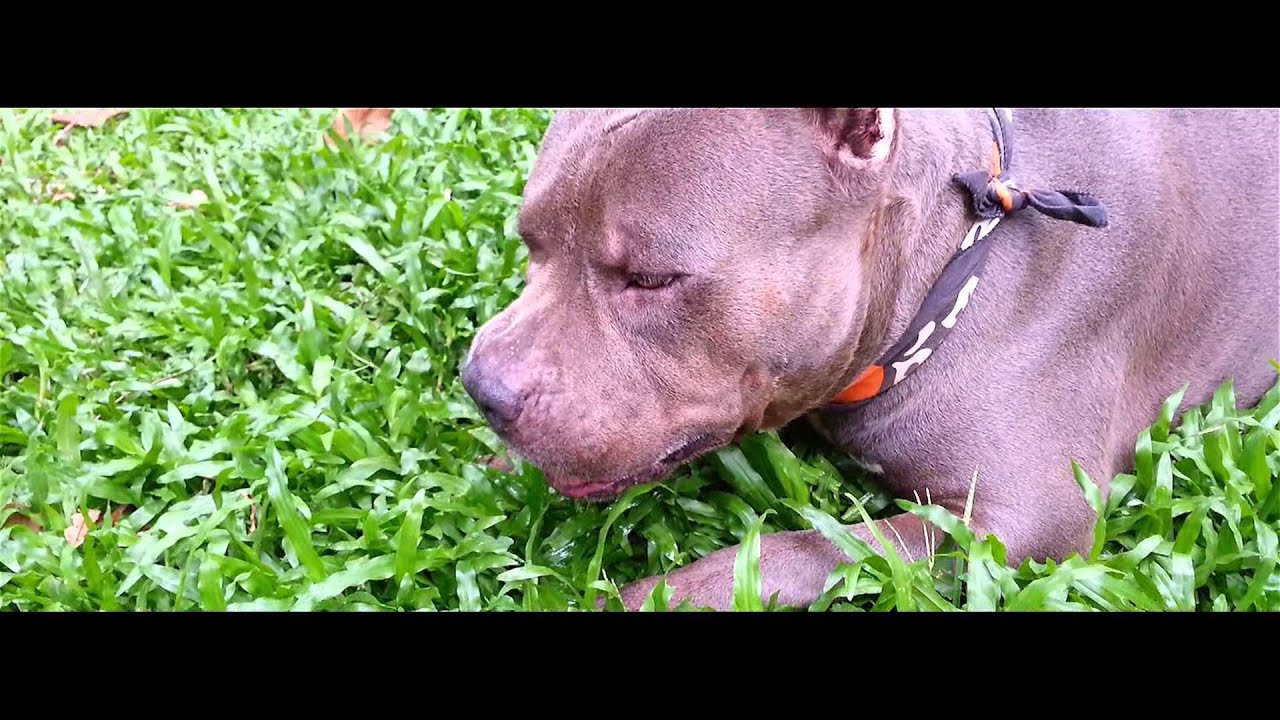 Bully dog eating baby mango - YouTube