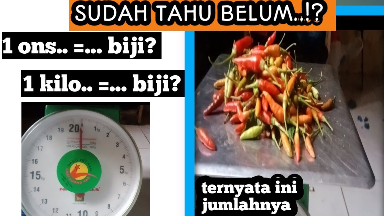 Jarang diketahui Berapa jumlah cabe dalam 1 Kilo, ini ulasannya - YouTube