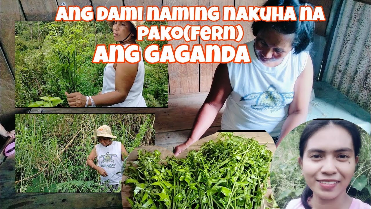 Ang dami naming nakuha na pako(fern) ni mama - YouTube