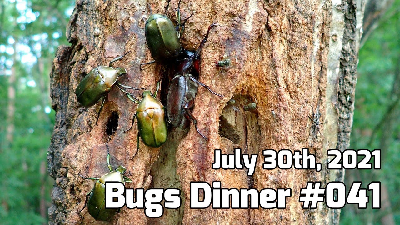Bugs dinner ＃041 July30th, 2021 カブトムシ - YouTube