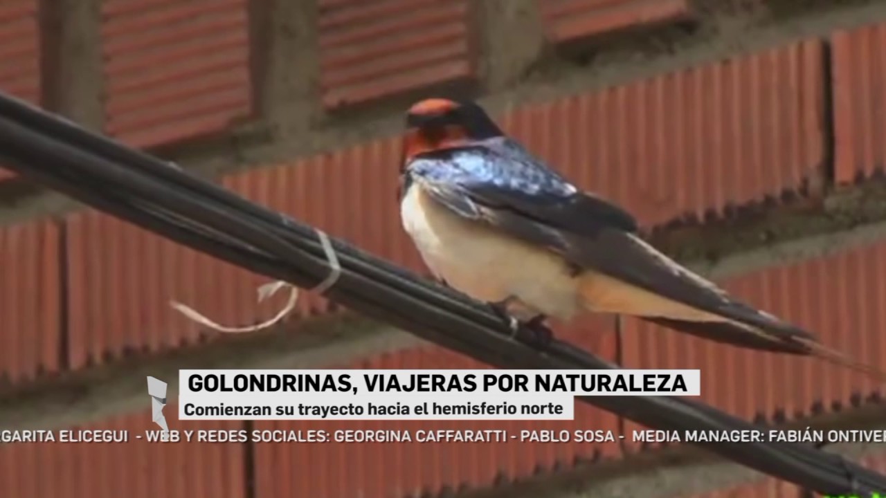 Golondrinas, viajeras por naturaleza - YouTube