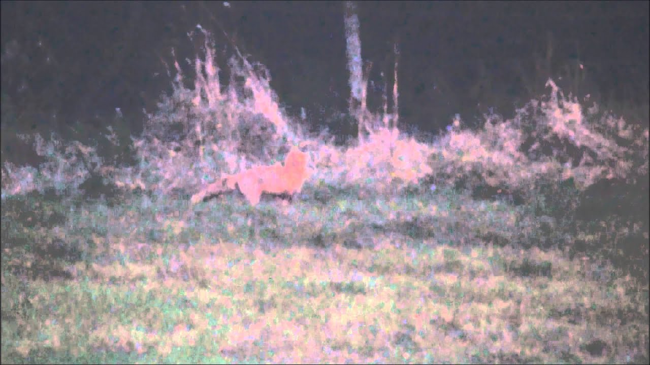 fox shot with .243 - YouTube