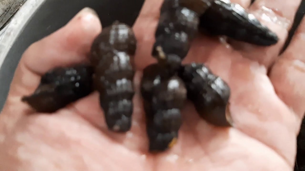 How to clean and cook snail(Suso) for food..... - YouTube