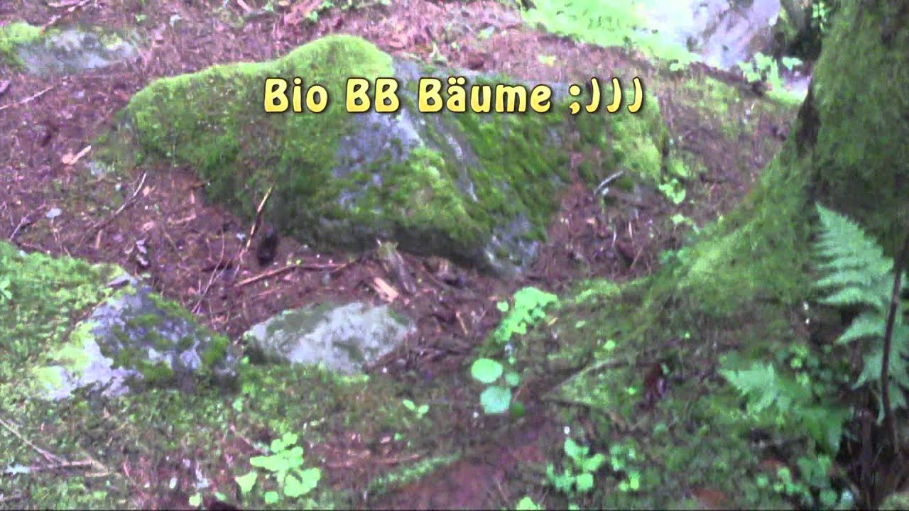 Bio BB Bäume - YouTube