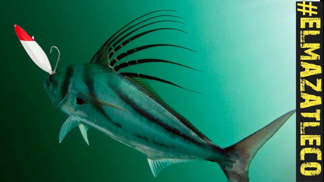 COMO PESCAR UN PEZ GALLO // PESCANDO ROOSTERFISH - YouTube
