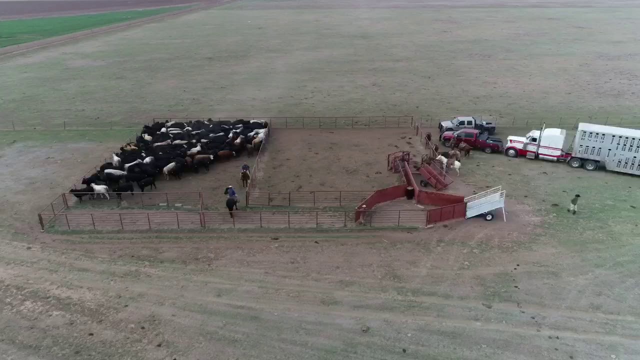 Shipping Cattle 4/17/2020 - YouTube