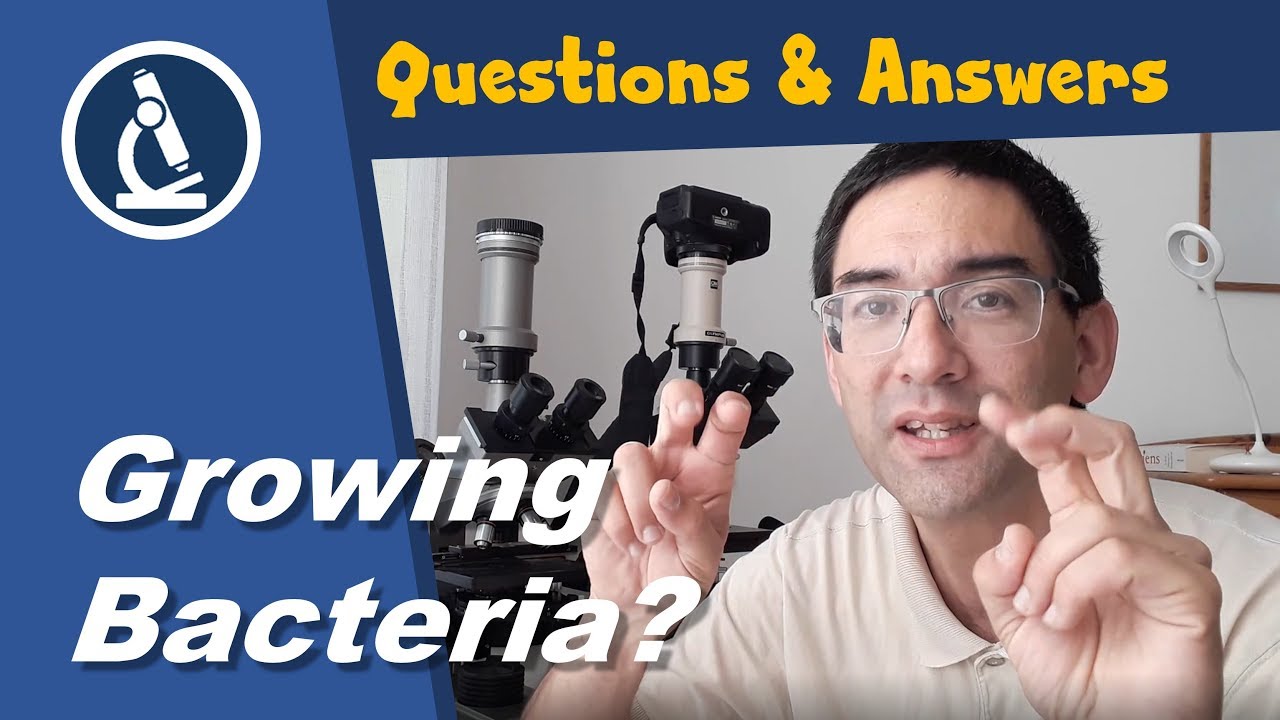 🔬 Growing bacteria at home? - YouTube