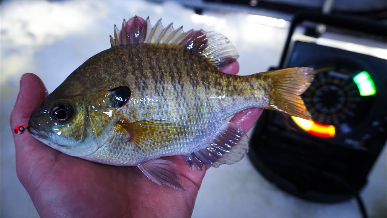 Ice Fishing LATE ICE Bluegills (Flasher View!) - YouTube
