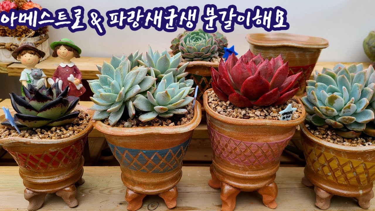 꽃나래다육에서 온 파랑새군생 And 아메스트로를 가성비 최고 국내수제화분여주빗살현애분 작은분에 분갈이해요 파랑새 군생까지 분갈이가 가능한 이 사이즈 무엇~ Youtube