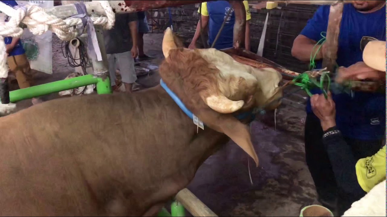 Qurban Sapi Besar Masjid Al-Muhajirin 2019 - YouTube