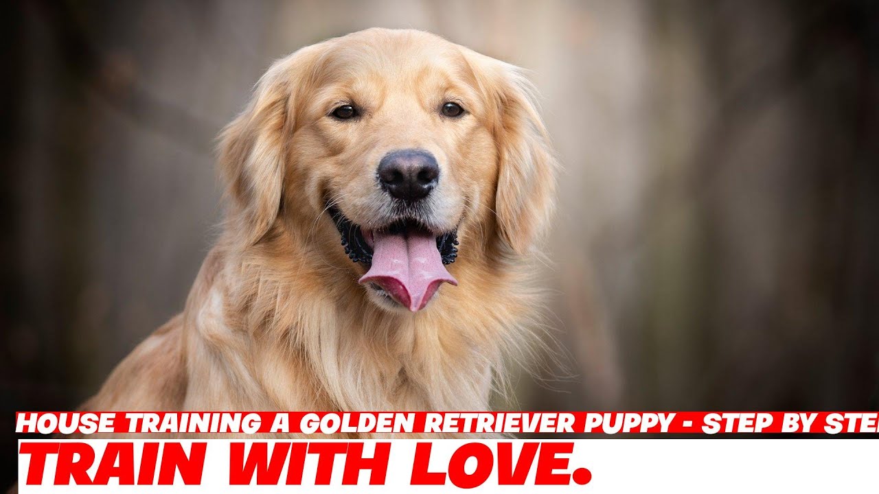 House Training a Golden Retriever Puppy - Step by Step Guide - YouTube
