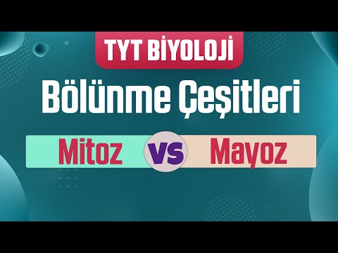 35) Mitoz ve Mayoz Bölünme Karşılaştırması