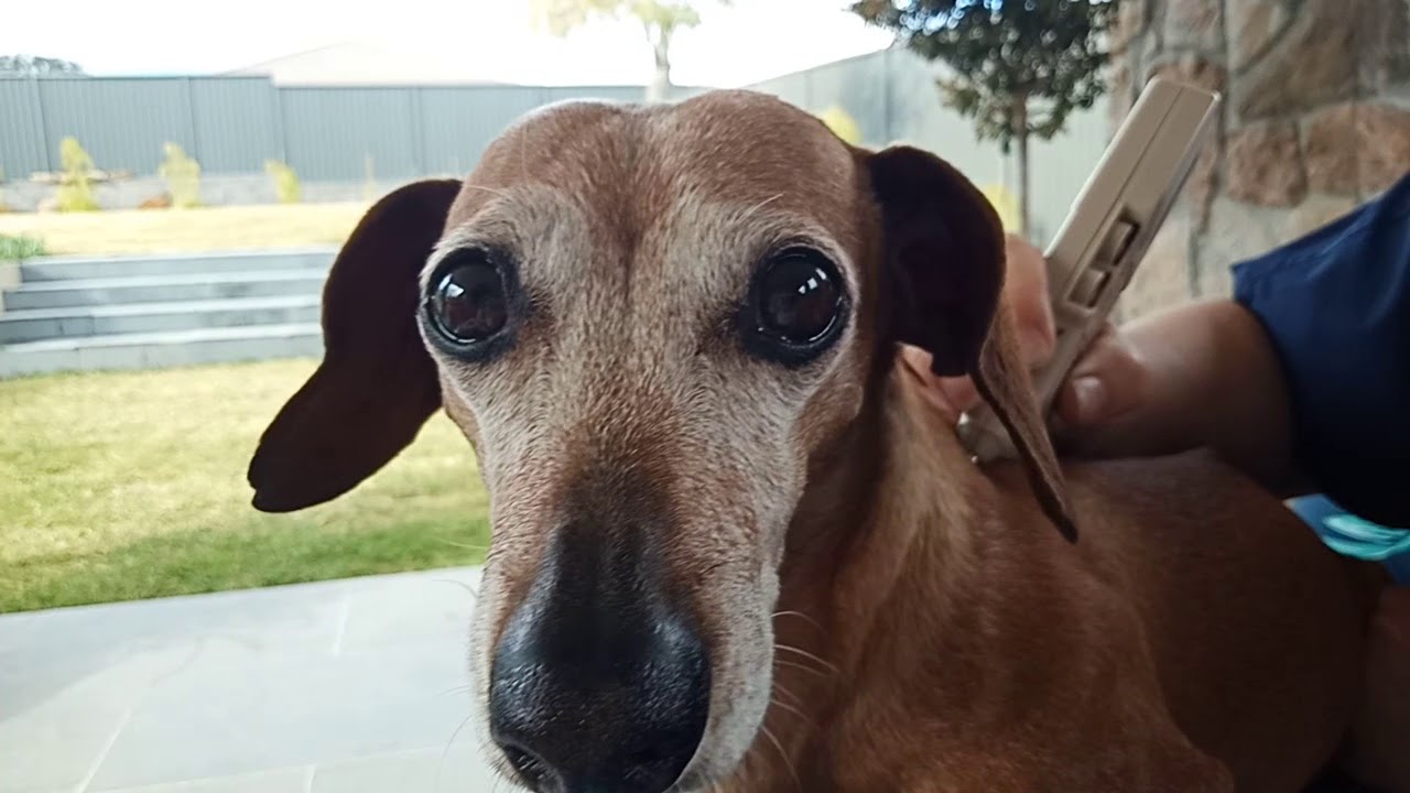 Demonstrating the use of a TENS Machine on a dog - YouTube