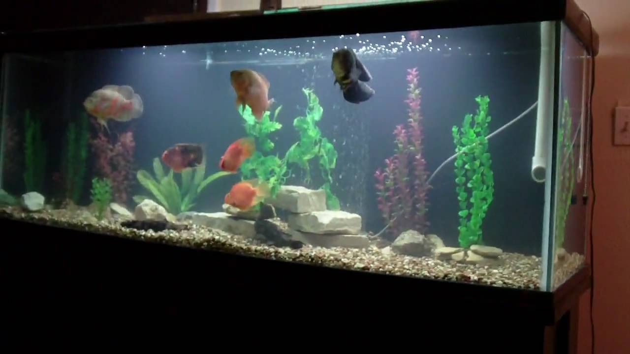 150g Oscar tank update 9-28-09 - YouTube