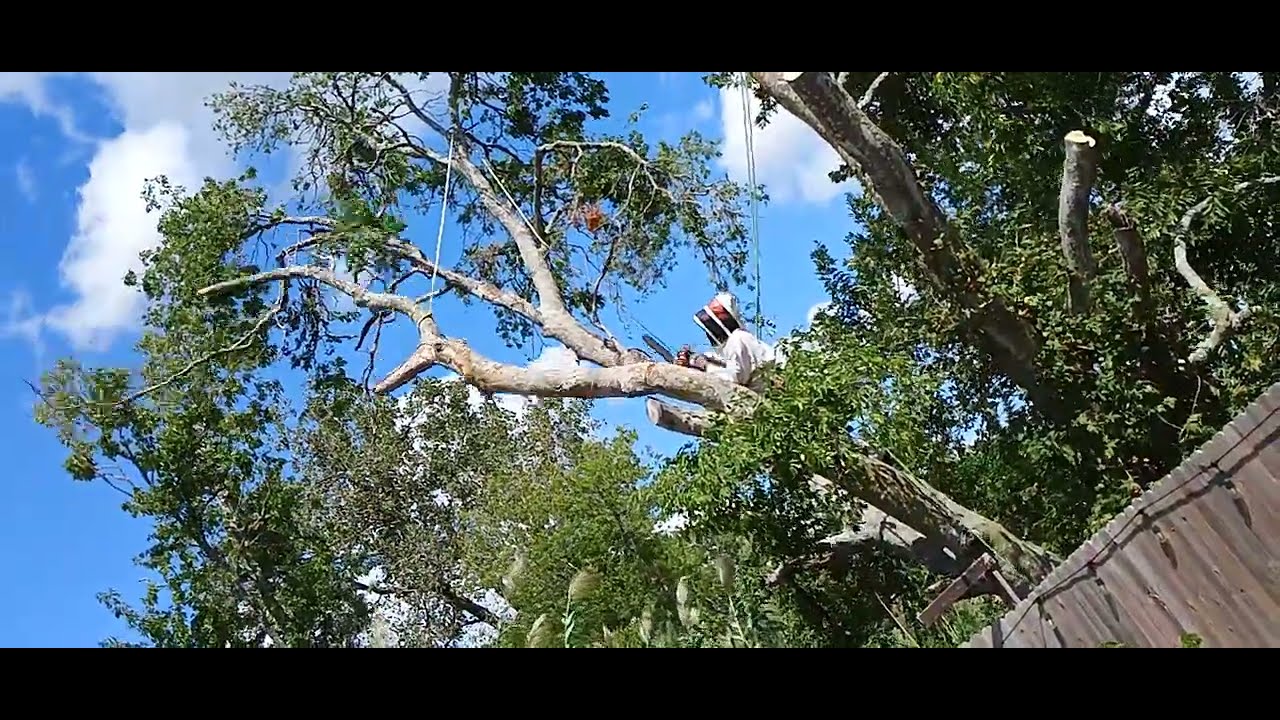 Tree Monkey W/Chainsaw - YouTube