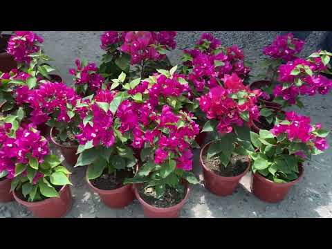 BOZORDAGI TURLI XILDAGI TABIIY GULLAR NARXLARI | GUL BOZOR 2025