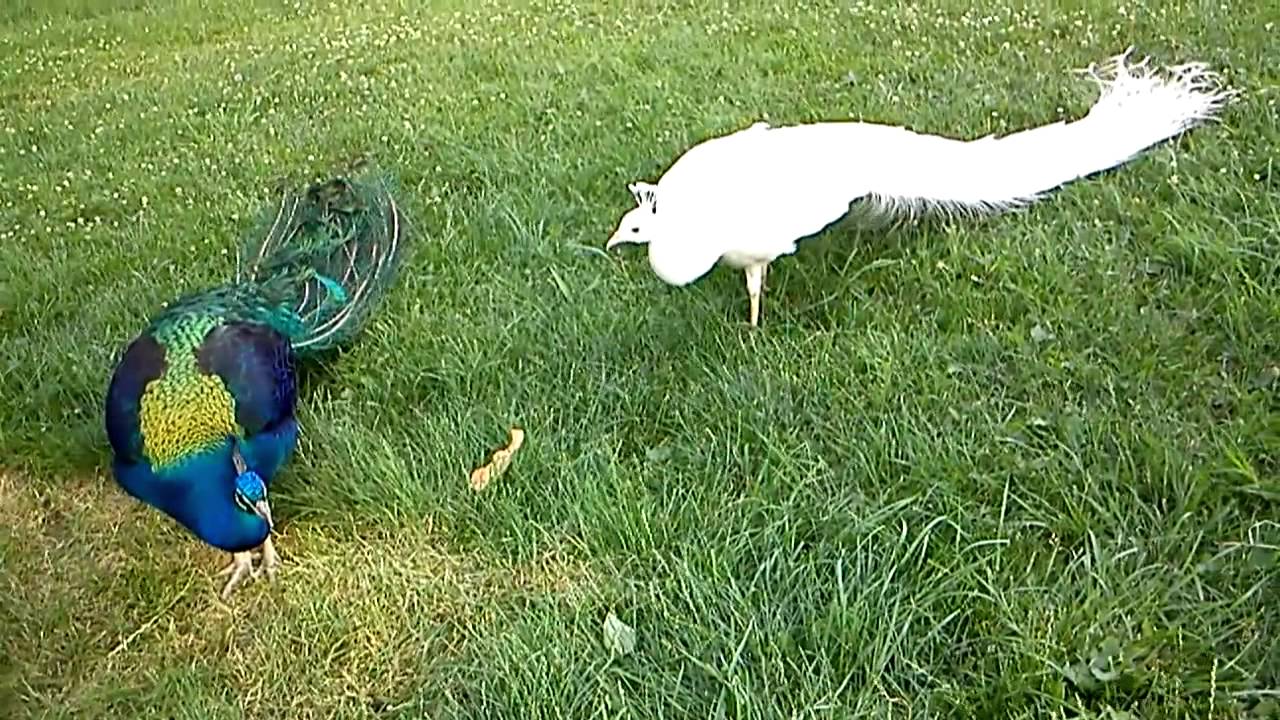 Rare albino peacock and a normal peacock - YouTube