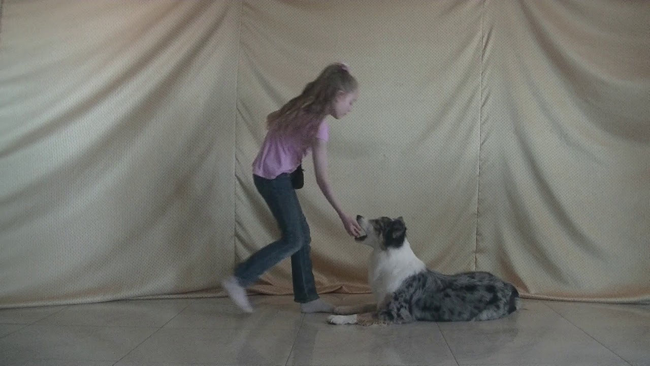 Down Stay | Dog Training - YouTube