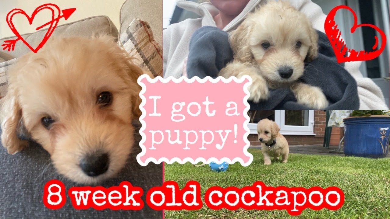 I GOT A PUPPY!!!!!! 8 Week Old Cockapoo🐕 *CUTENESS OVERLOAD - YouTube