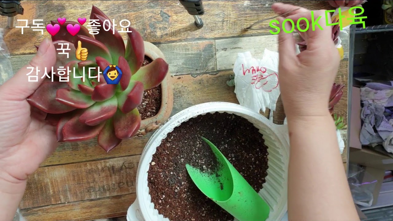 식물이좋아요인기동영상숙다육티비다육식물 다육이키우기 다육이들 다육이 多肉植物 Succulents 초보다육 힐링