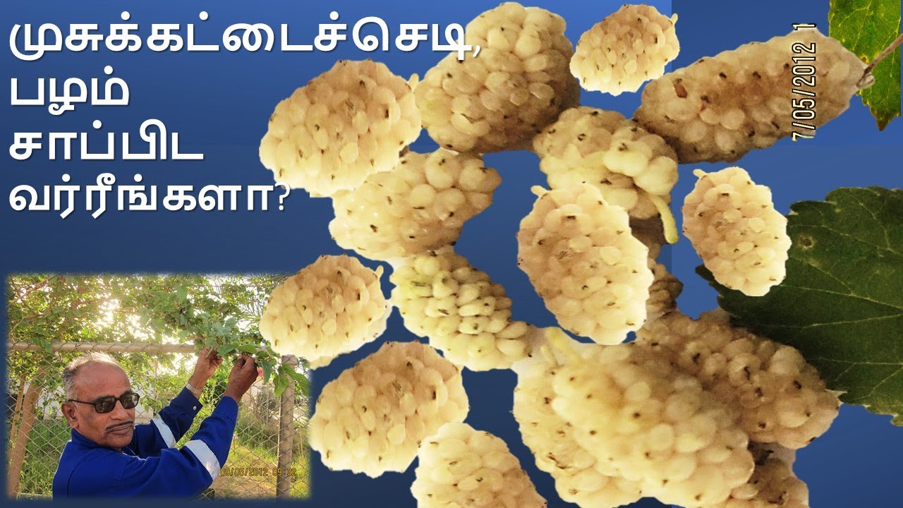 முசுக்கட்டைச்செடி, பழம் சாப்பிட வர்ரீங்களா? || Mulberry || Bro. Sam ...