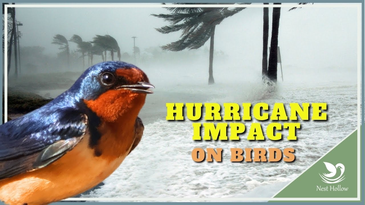 HURRICANES & BIRDS: 12 Ways Hurricanes Impact Birds - YouTube