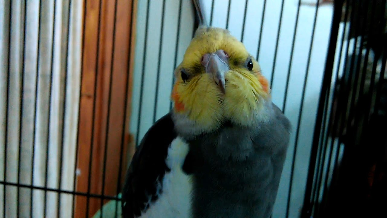 Owl Cockatiel Hybrid talks continously - YouTube