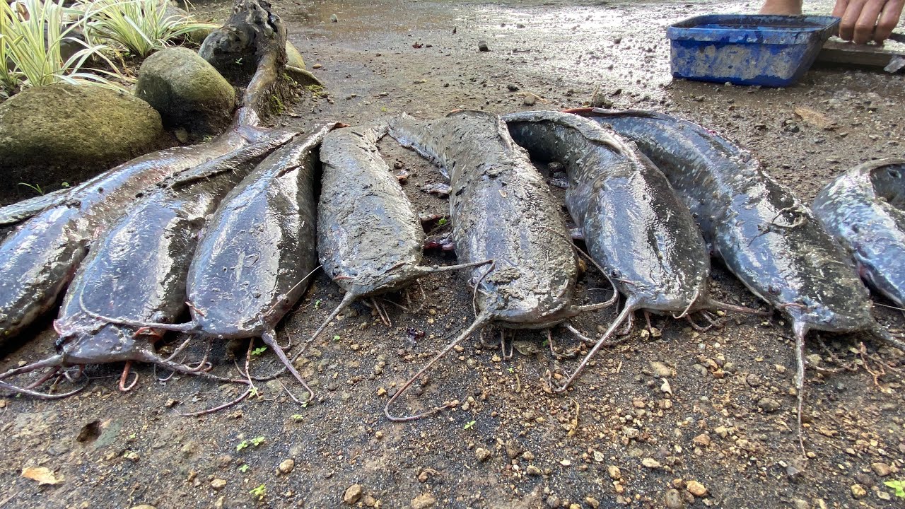 Farm Life : Harvesting Catfish & Tilapia - YouTube