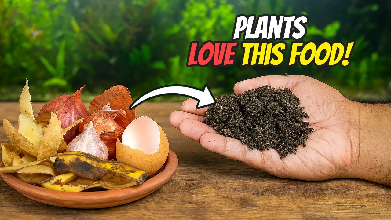 Organic Compost Fertilizer