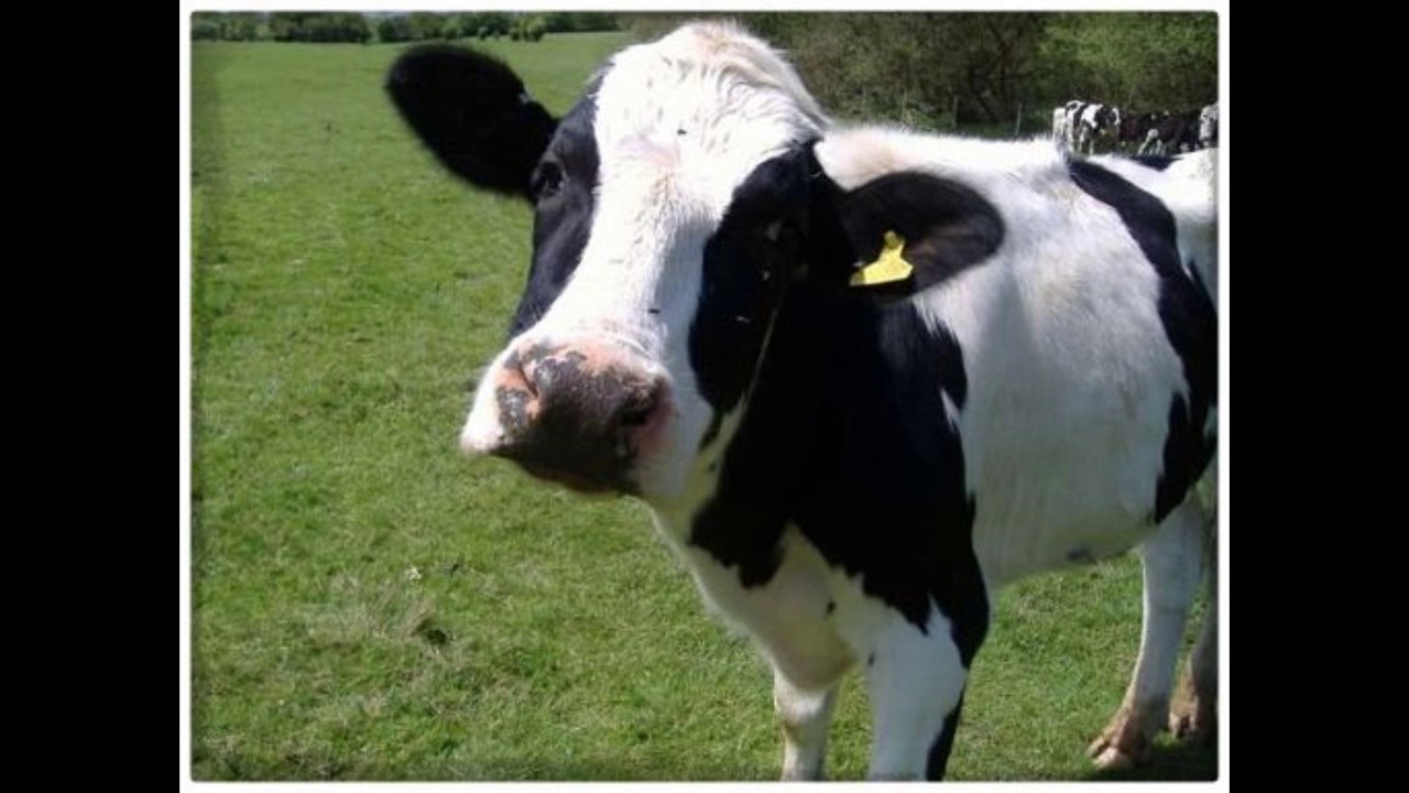 LA VACA LOCA. CANCION INFANTIL - YouTube