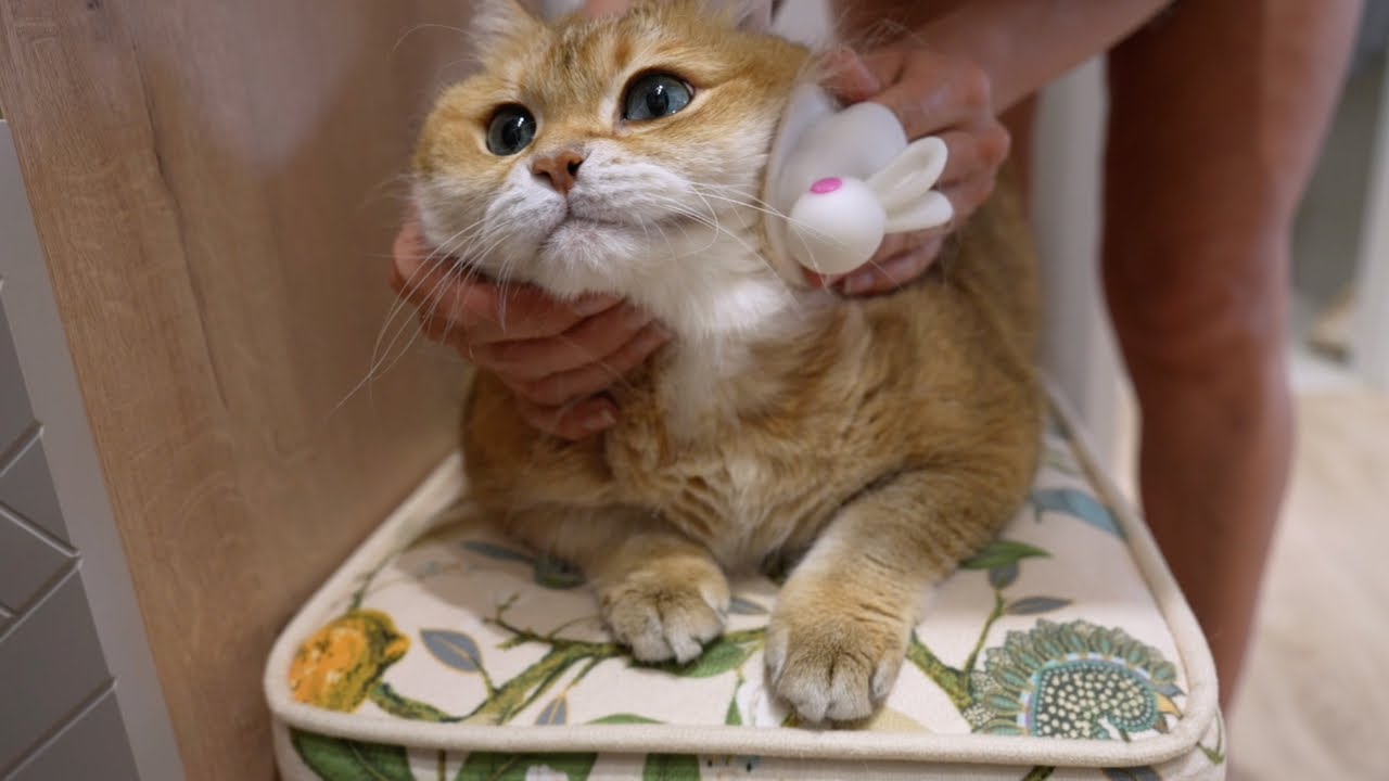 Mommy combs my fluffy cheeks - YouTube