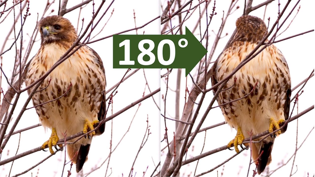 A hawk turns its head over 180 degrees on one side when searching for ...