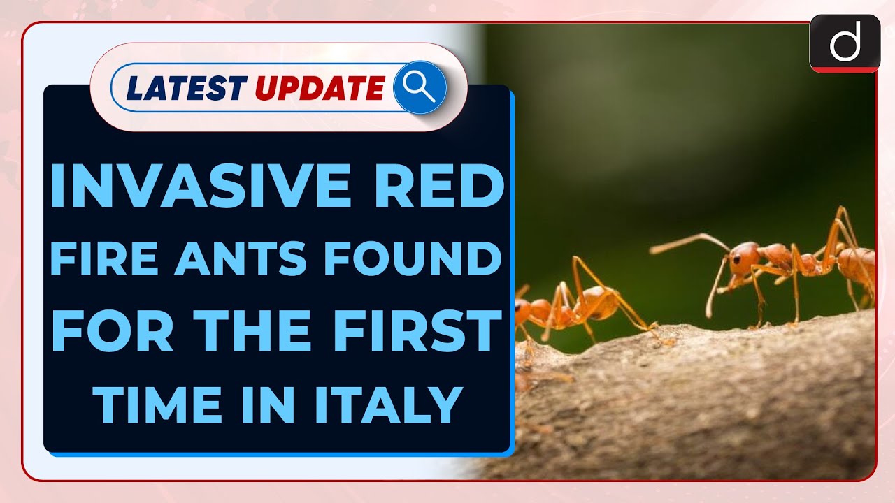 Invasive Red Ant Species| Latest update | Drishti IAS English - YouTube
