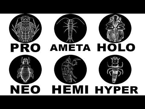 Every Type Of Metamorphosis Explained