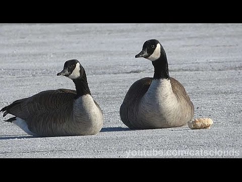 FZ70 canada geese & seagull bird watching - YouTube