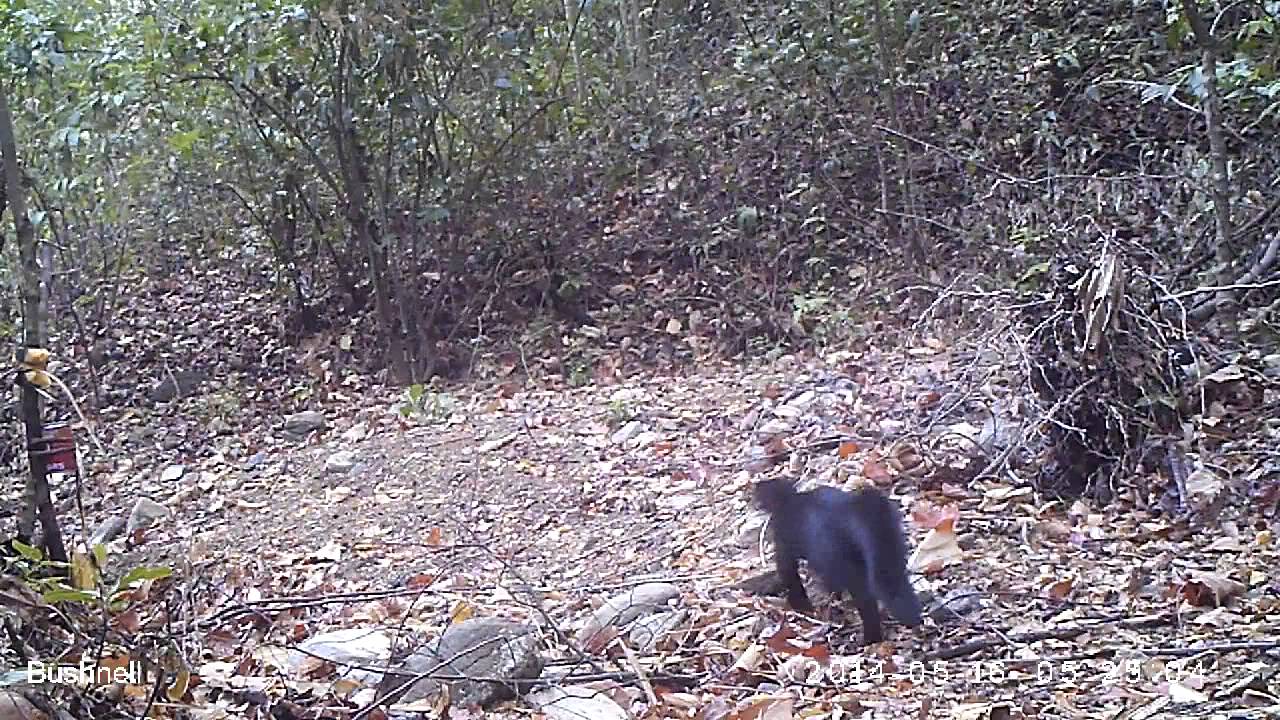 Tolomuco in Nicaragua - YouTube