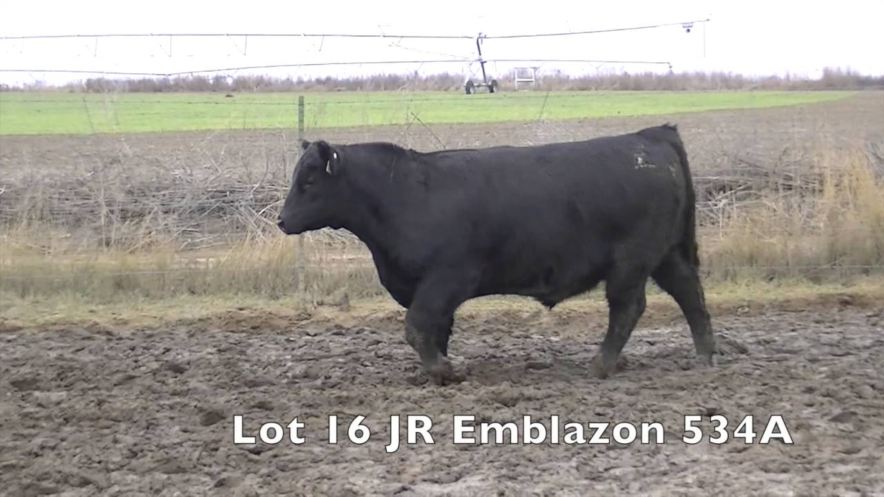 Lot 16 JR Emblazon 534A - YouTube
