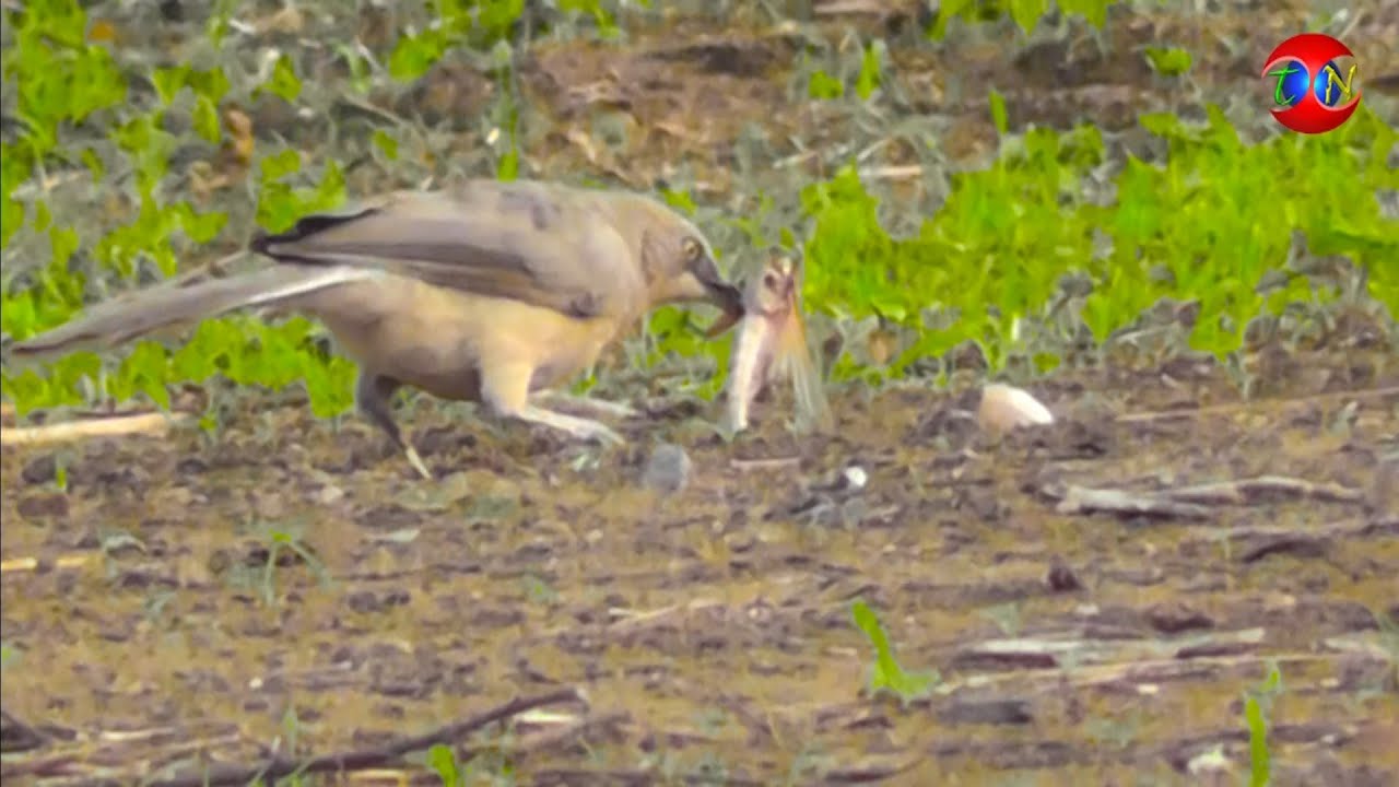 Tiddi Attack ! Grasshopper ! Tidda Wild LIfe - YouTube