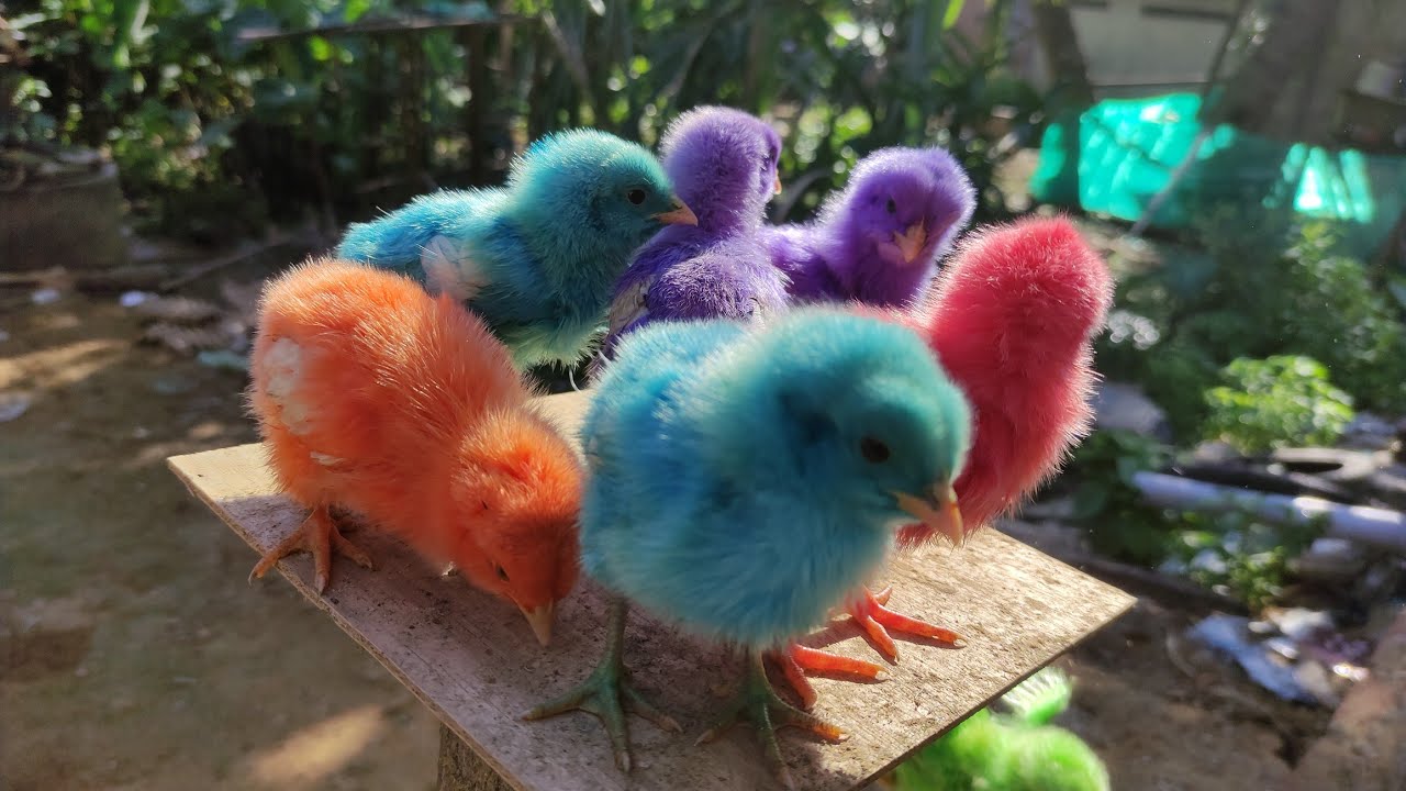 Menangkap Ayam warna warni, Ayam Broiler. Ayam lucu, Ayam lincah, Bebek ...