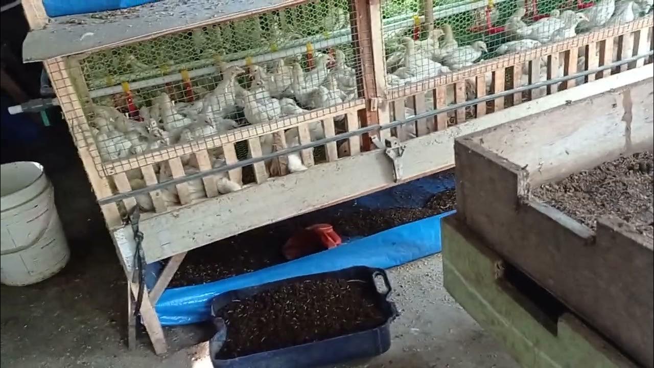 Penen maggot di bawah kandang ayam pejantan Mitra ahmad hidayah farm - YouTube