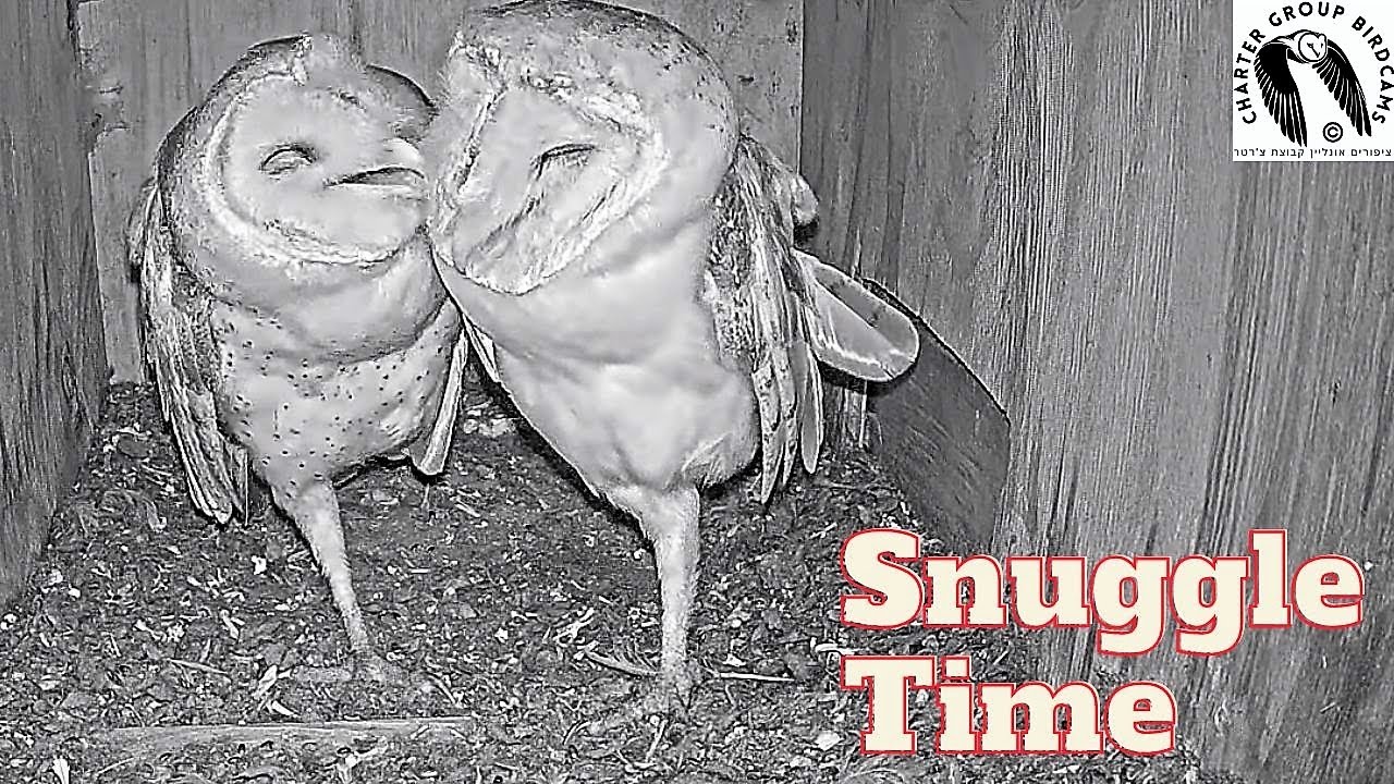 Precious Barn Owl Pair Snuggle And Cuddle During Their Nap - YouTube