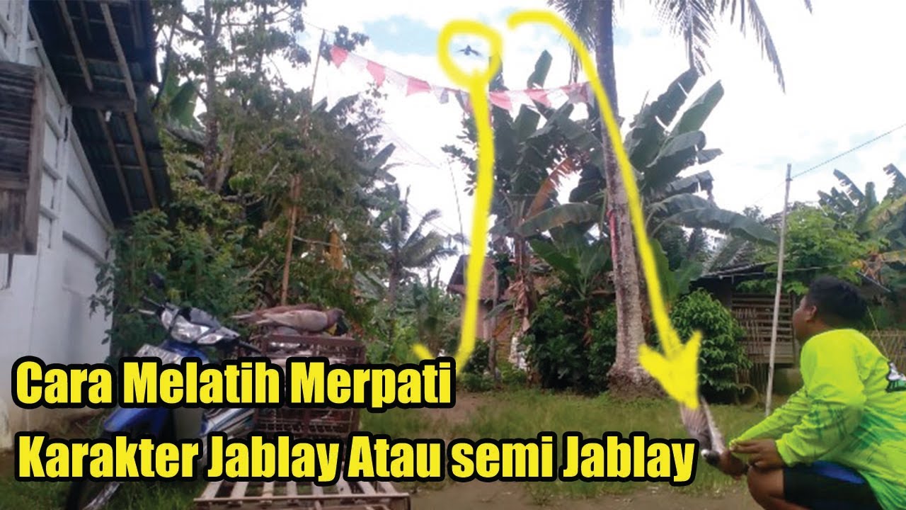 Cara Melatih Merpati Bahan Karakter Jablay Atau Semi Jablay Supaya Aman ...