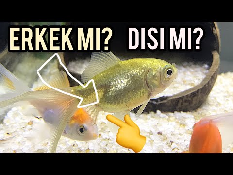 Japon Balığı Erkek Dişi Ayrımı